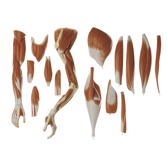 SOMSO Male Muscle Figure - 3/4 natural size – GTSimulators.com