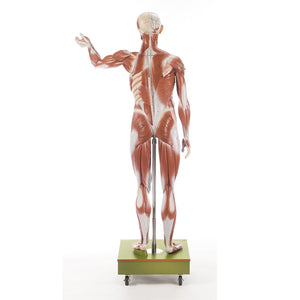 Muscle Figure Models | GTsimulators.com – GTSimulators.com