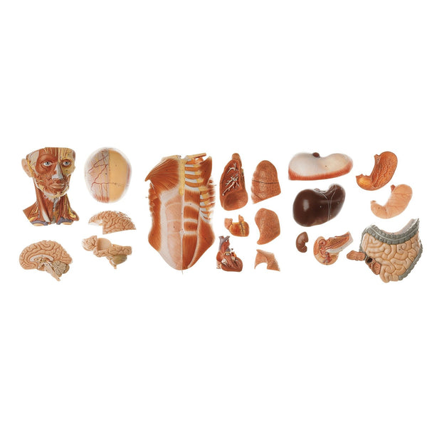 SOMSO Male Muscle Figure - 3/4 natural size – GTSimulators.com
