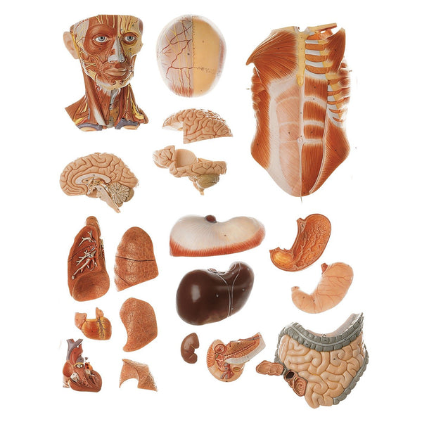 SOMSO Male Muscle Figure - 3/4 natural size – GTSimulators.com