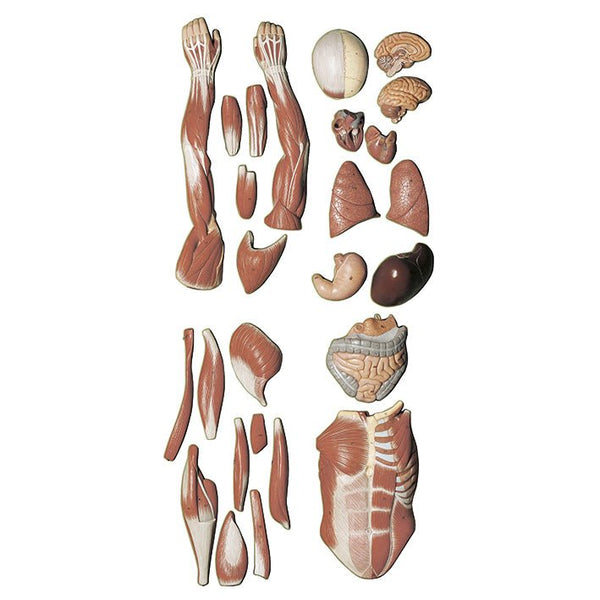 SOMSO Male Muscle Figure, about 1/2 natural size, 27 Parts ...