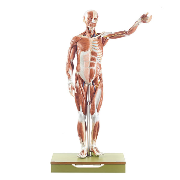 SOMSO Male Muscle Figure Model - Half Life-Size – GTSimulators.com