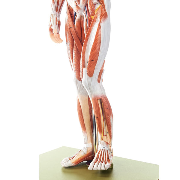 SOMSO Male Muscle Figure Model - Half Life-Size – GTSimulators.com