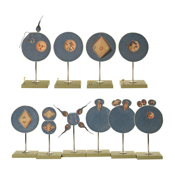 SOMSO Meiosis Models – GTSimulators.com