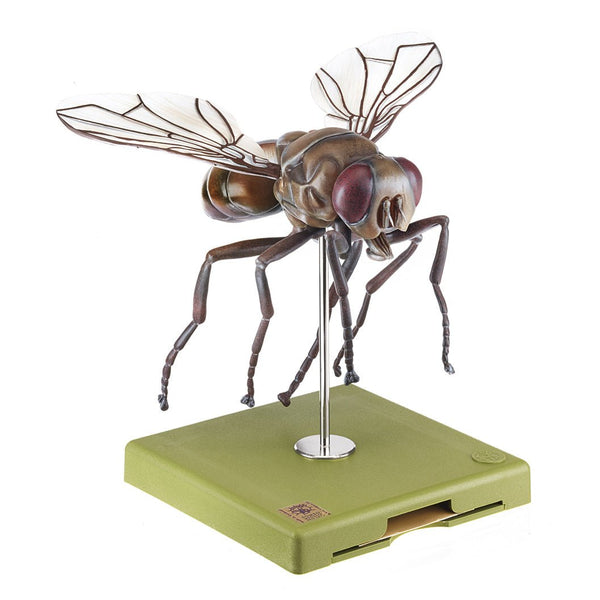 SOMSO Model of a Fly – GTSimulators.com