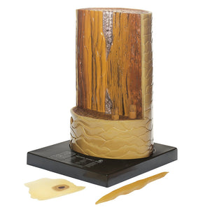 Somso Anatomy Models | Skin Models | Hair Models – GTSimulators.com