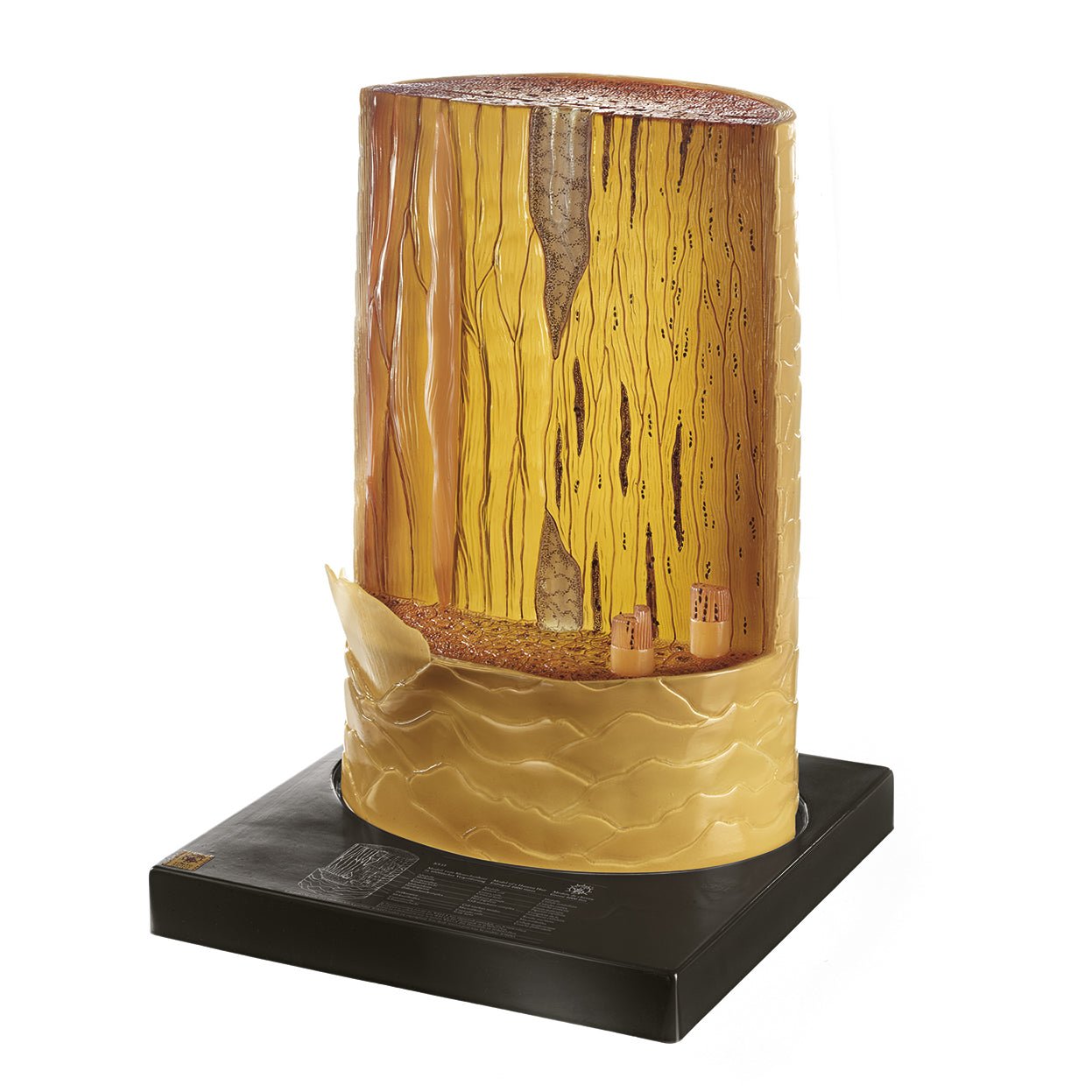 SOMSO Model of a Human Hair – GTSimulators.com