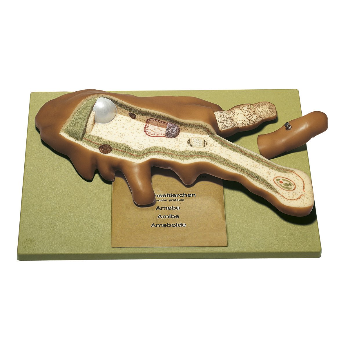 SOMSO Model of a Single Cell Changing Animalcule – GTSimulators.com