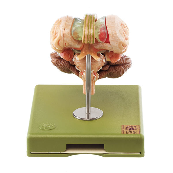 SOMSO Model of Brain Stem in 12 Parts – GTSimulators.com