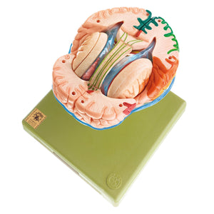 Somso Models | SOMSO Anatomy Models – GTSimulators.com