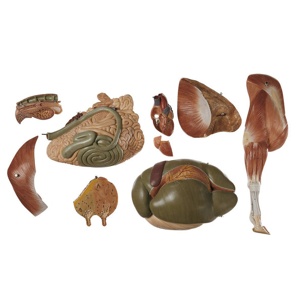 SOMSO Model of Cow - 11 Parts – GTSimulators.com