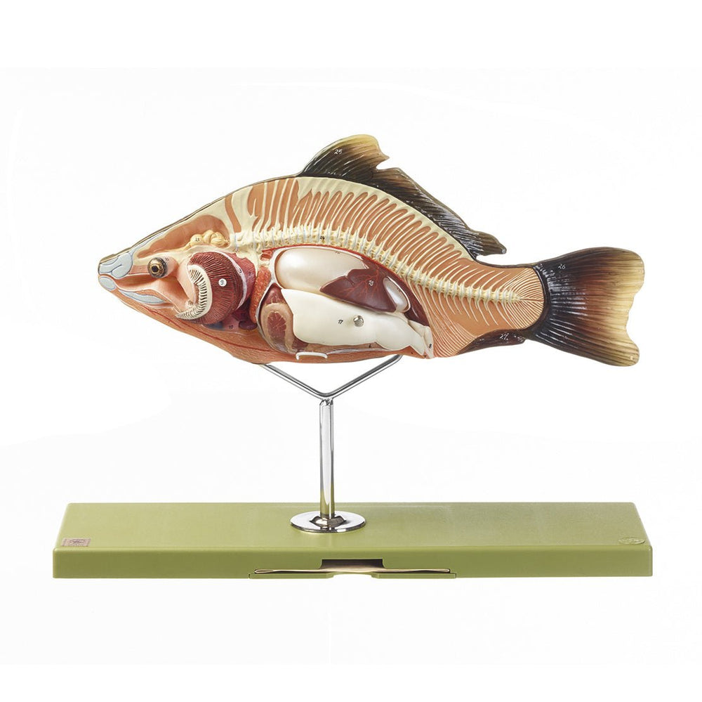 Bony Fish bony-fish