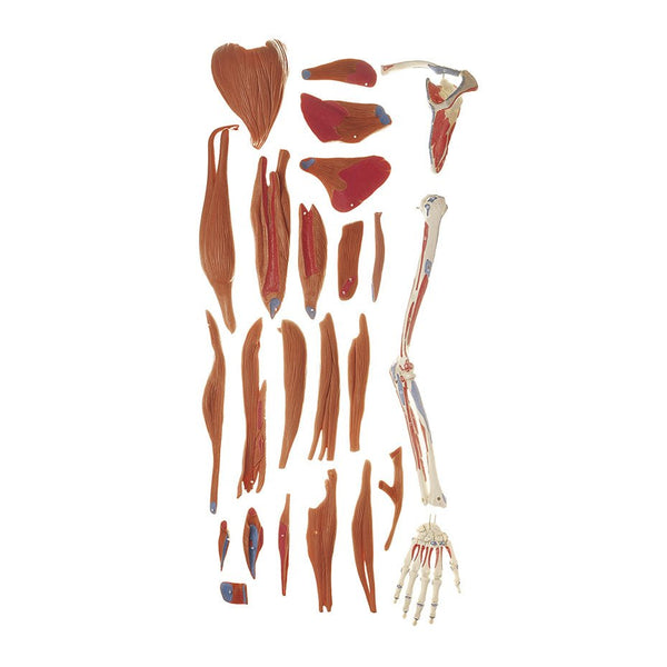 SOMSO Model of the Arm Muscles – GTSimulators.com