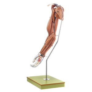 Arm Muscles Models | Arm Muscles Anatomy Models – GTSimulators.com