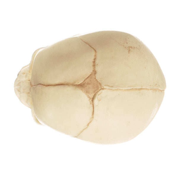 SOMSO Model of the Artificial Skull of a Fetus QS 3/3 – GTSimulators.com