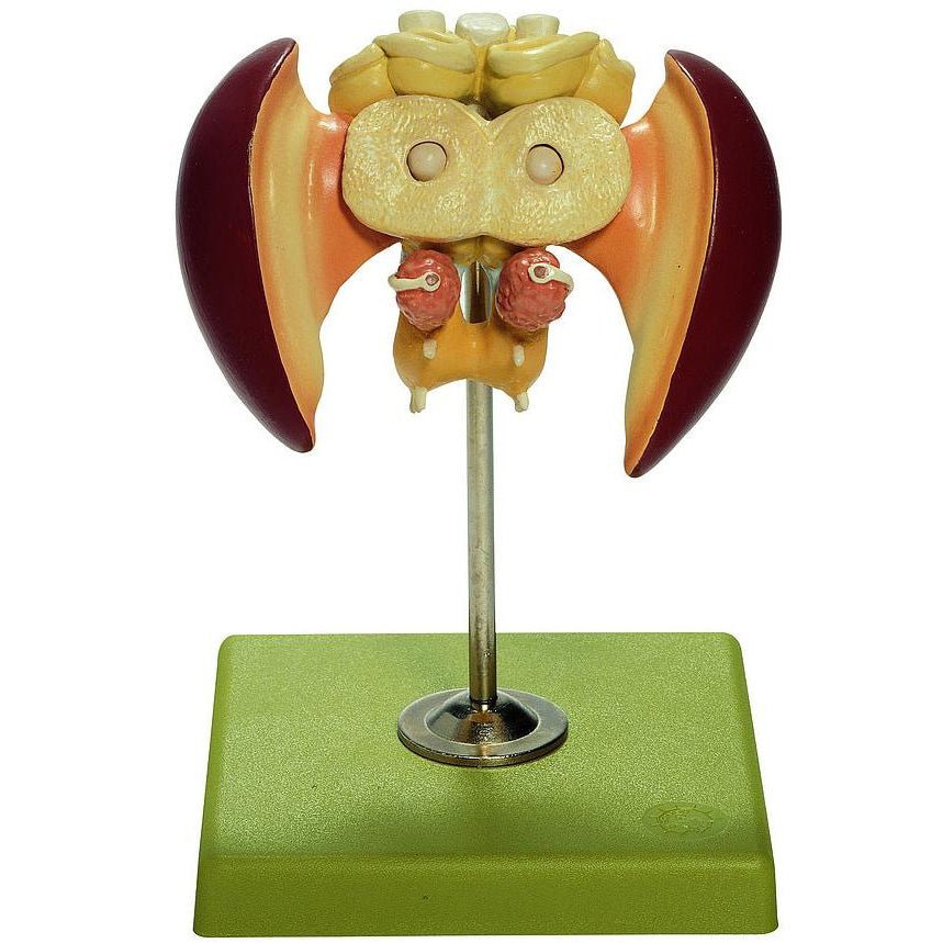 SOMSO Model of the Brain of a Honey Bee – GTSimulators.com