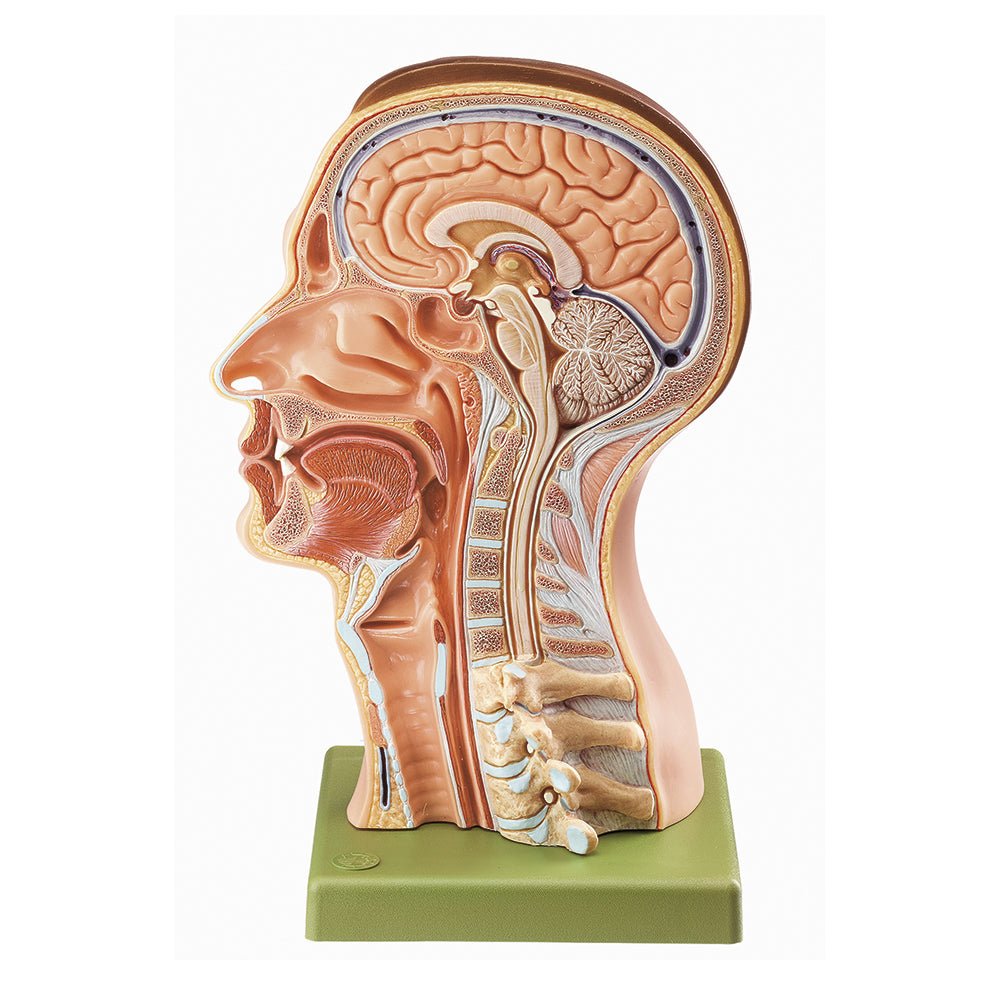 SOMSO Model of the Head - Natural size – GTSimulators.com