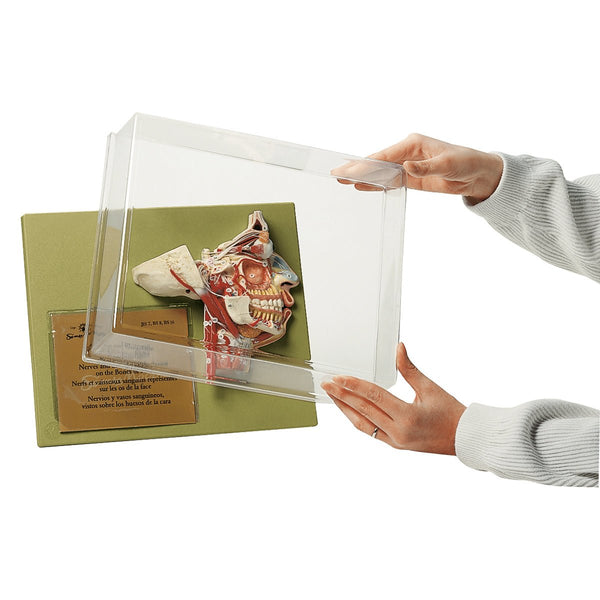 SOMSO Model of the Head with Muscles – GTSimulators.com