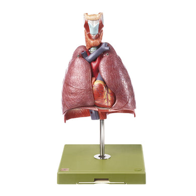 Human Larynx Models | Throat Models | Medical Larynx Model ...