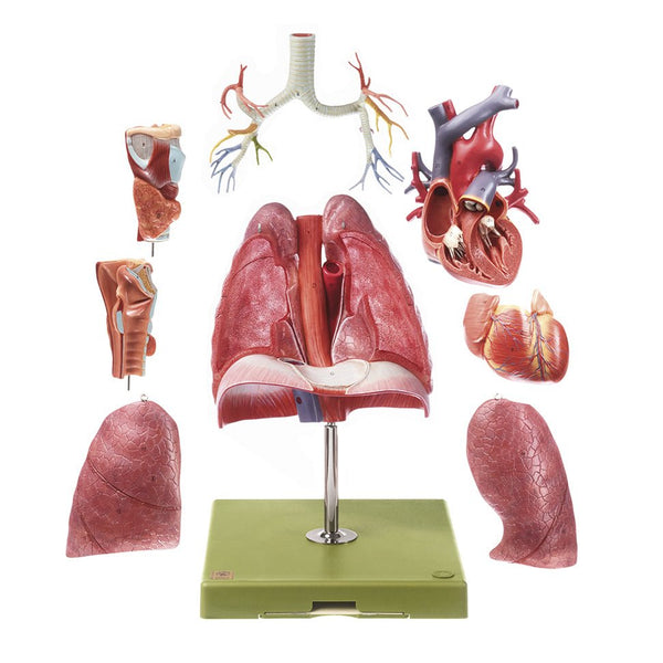 SOMSO Model of the Thorax – GTSimulators.com