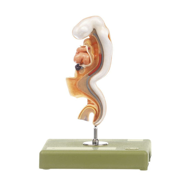 SOMSO Models of the Anatomy of the Human Embryo – GTSimulators.com