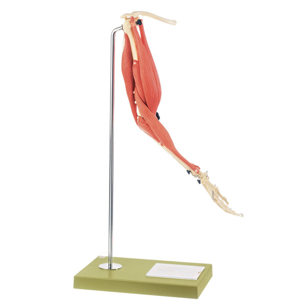 SOMSO Movement of Muscles in the Upper Arm and Forearm Model ...