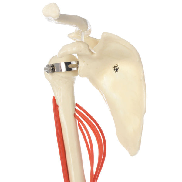 SOMSO Movements of Muscles in the Upper Arm – GTSimulators.com