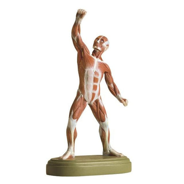 SOMSO Muscle Figure - 1/10 natural size – GTSimulators.com