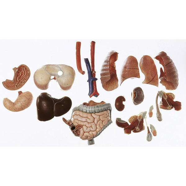 SOMSO Muscle Torso of Young Man with Head - 32 Parts – GTSimulators.com