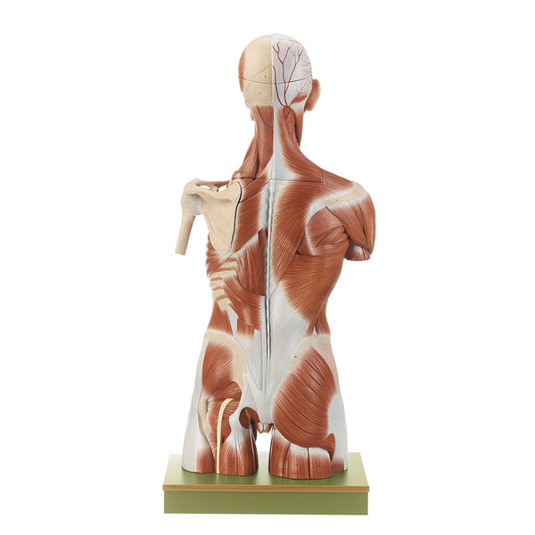SOMSO Muscle Torso of Young Man with Head - 32 Parts – GTSimulators.com