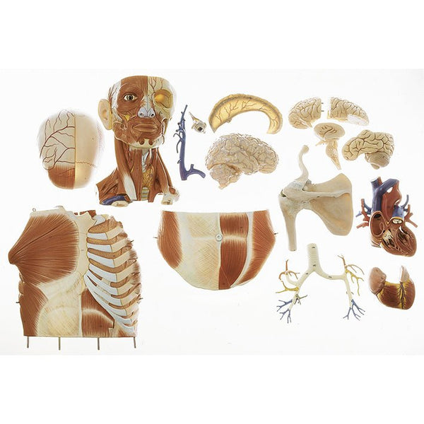 SOMSO Muscle Torso of Young Man with Head - 32 Parts – GTSimulators.com