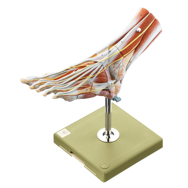 SOMSO Muscles of the Foot Model – GTSimulators.com