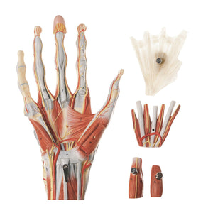 Somso Extremity Models, Somso Normal Foot Model, Somso Foot Model ...