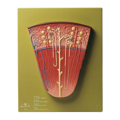 Urology Models | Human Kidney Models | Urinary System – GTSimulators.com