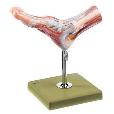 Somso Extremity Models, Somso Normal Foot Model, Somso Foot Model ...