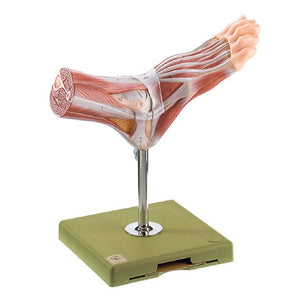 Somso Extremity Models, Somso Normal Foot Model, Somso Foot Model ...