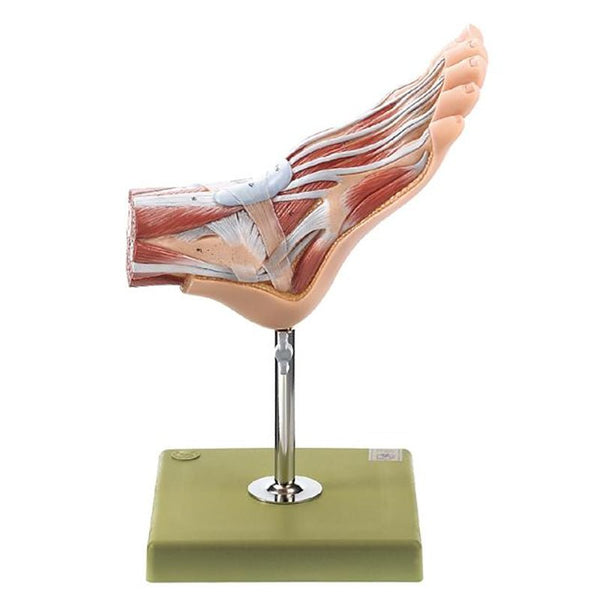 Somso Normal Foot Model With Surface Muscles Gtsimulators