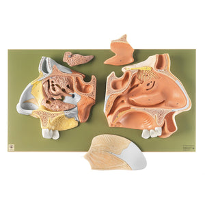 Human Nose Models | Sinus Models – GTSimulators.com