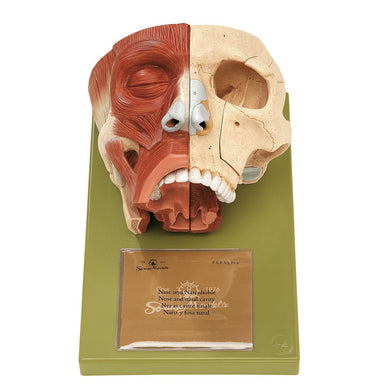 Human Nose Models | Sinus Models – GTSimulators.com