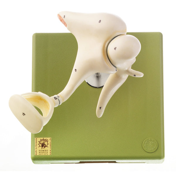 SOMSO Ossicles - 3 parts – GTSimulators.com