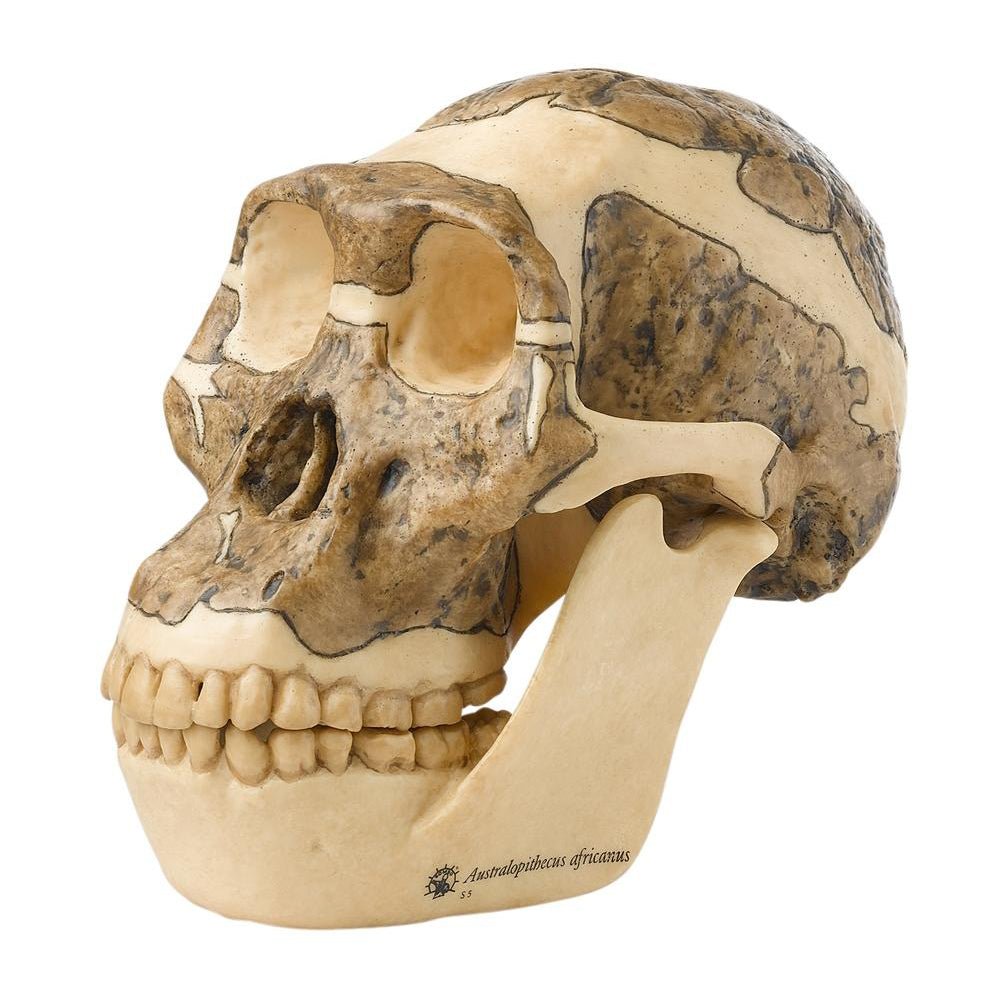 Australopithecus Africanus Reconstruction Australopithecines And