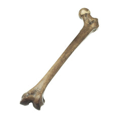 SOMSO Reconstruction of Femur of Homo Neanderthalensis – GTSimulators.com