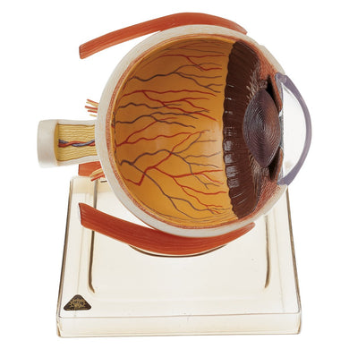 Somso Human Eye Models | Eyeball Model – Tagged "Anatomical Models ...