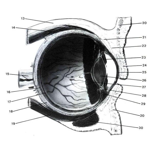 SOMSO Right Half of the Human Eye on a Base – GTSimulators.com
