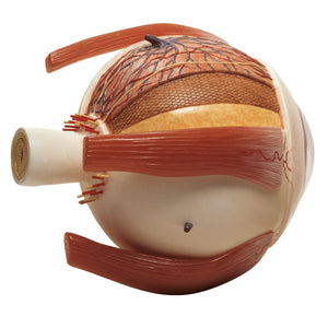 Somso Human Eye Models | Eyeball Model – Tagged "Somso Models ...