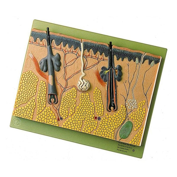 SOMSO Section of Skin (Model in one piece) – GTSimulators.com