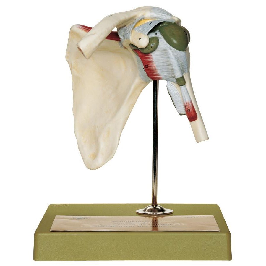 SOMSO Shoulder Joint Model – GTSimulators.com