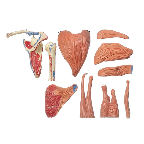 SOMSO Shoulder Muscles Demonstration Model – GTSimulators.com