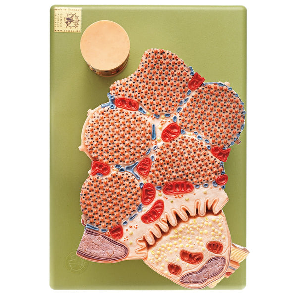 SOMSO Skeletal muscular fibre - functional model – GTSimulators.com