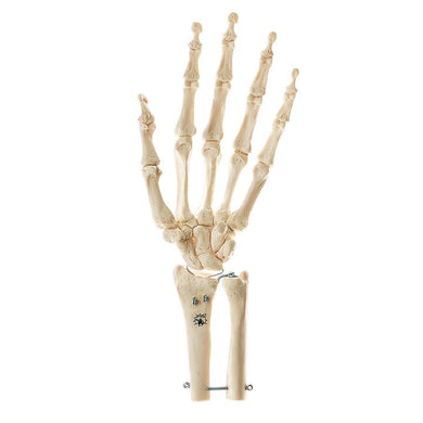 Skeleton Extremity Models | GTsimulators.com – Tagged "Somso Models ...